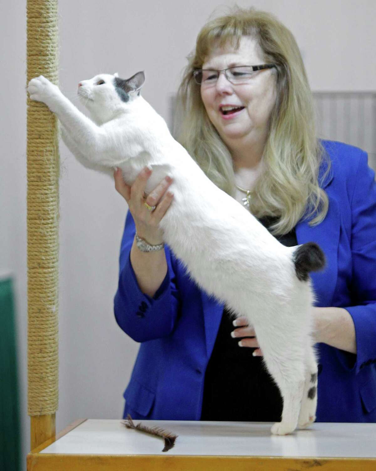 Cats take center stage at Houston show