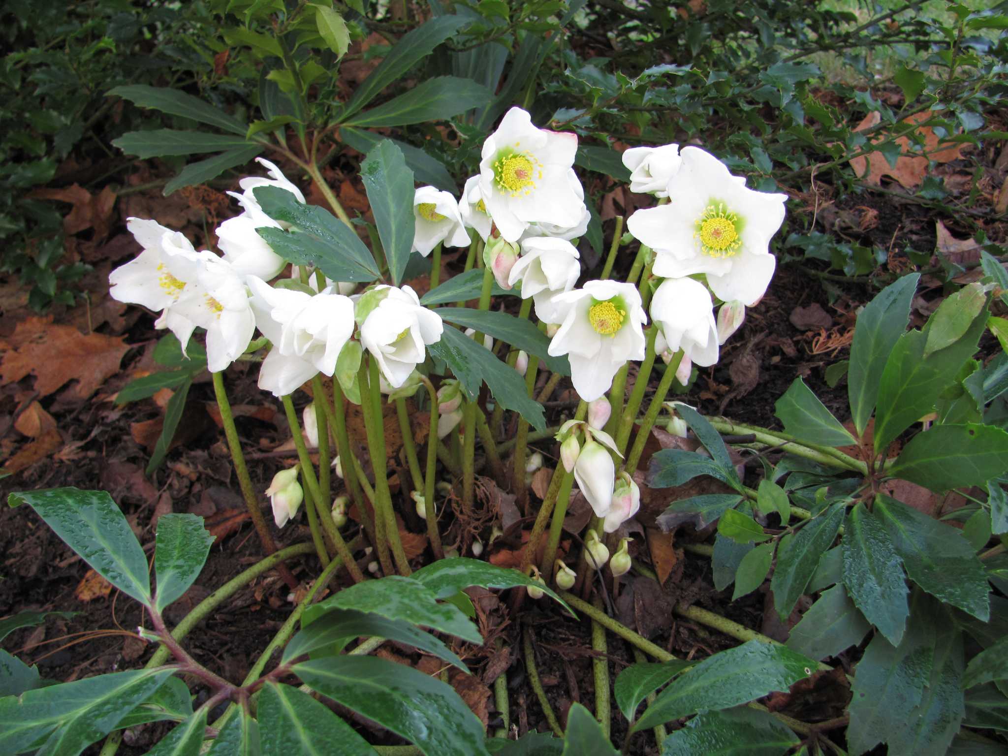 The Christmas rose is in bloom