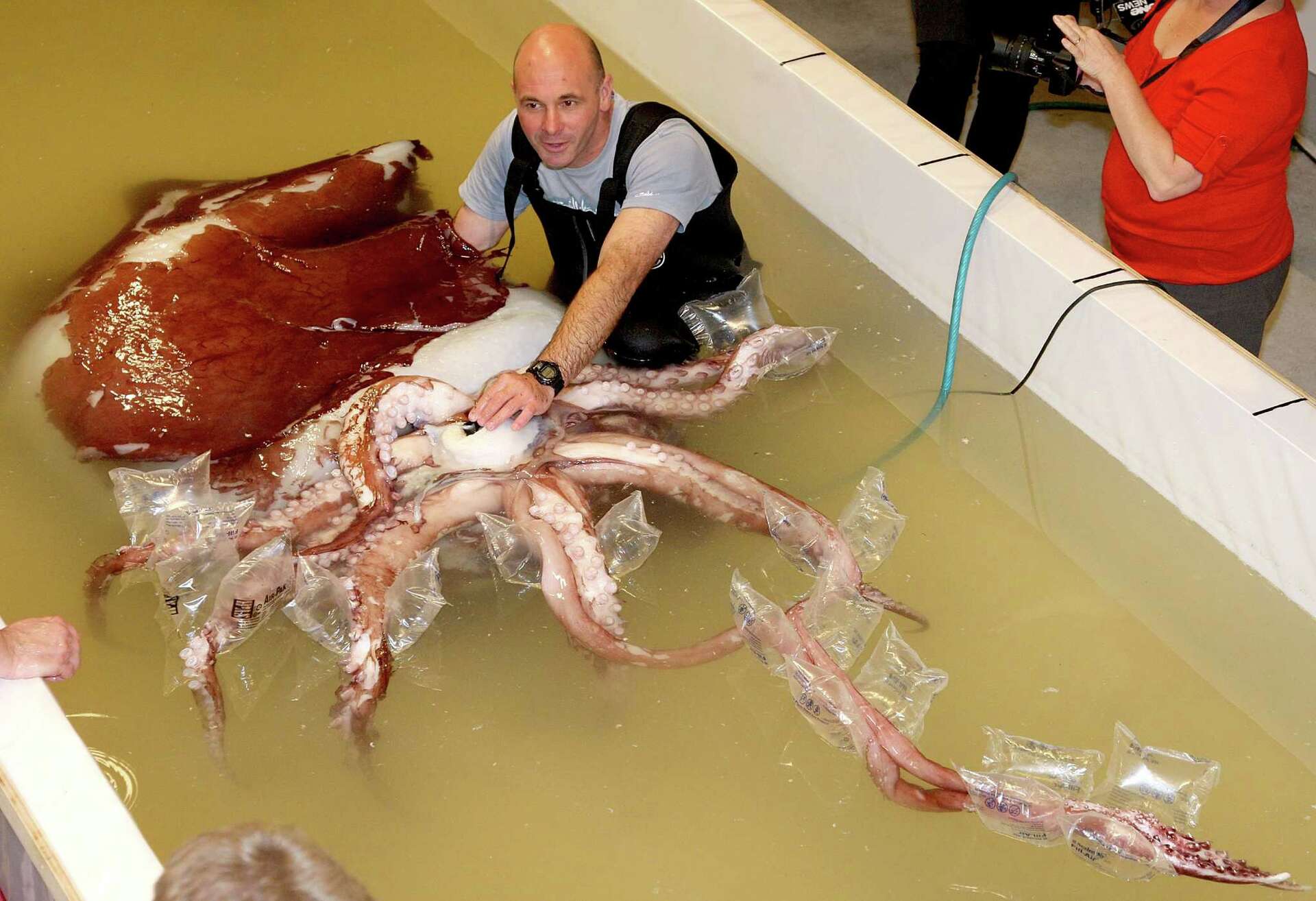Live giant squid! Discovery Channel says it's got first vids of the kraken
