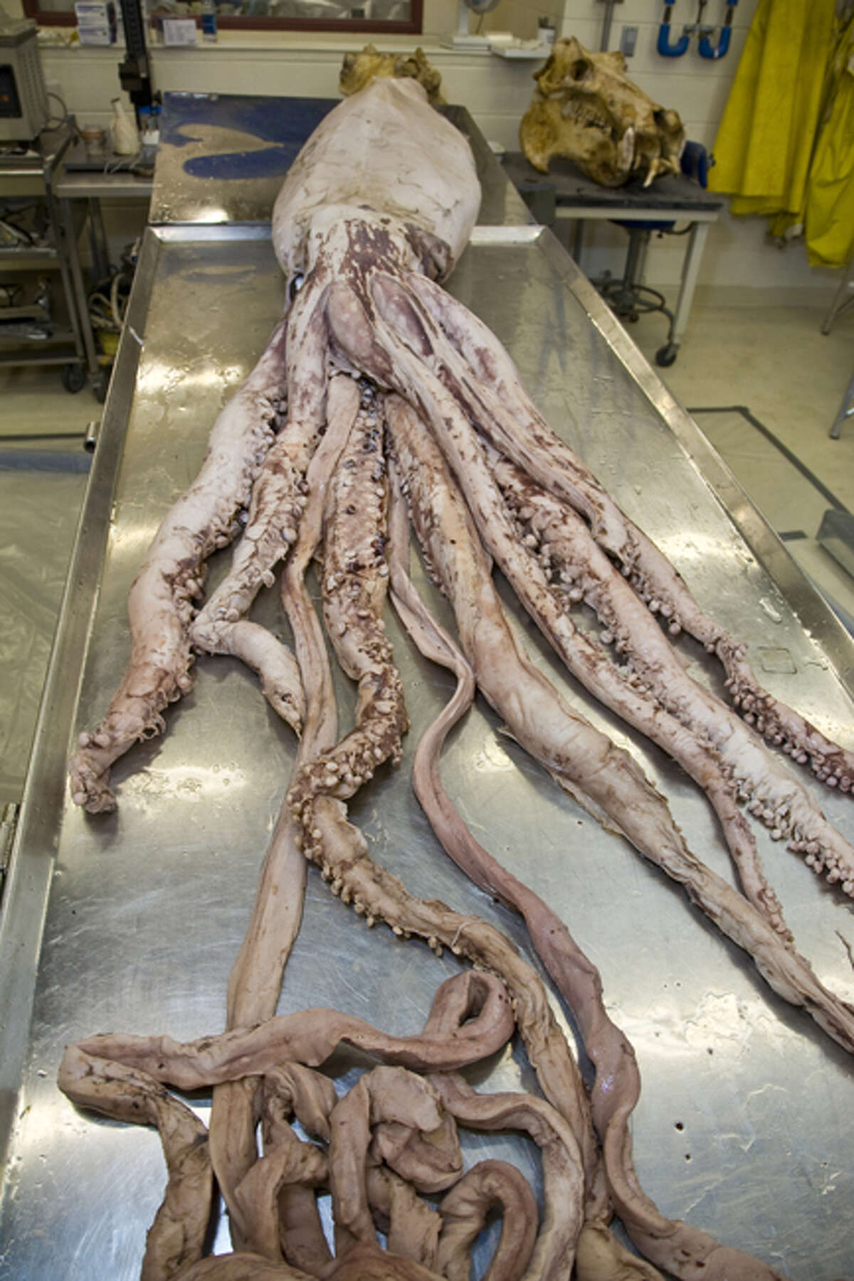 Live giant squid! Discovery Channel says it's got first vids of the kraken