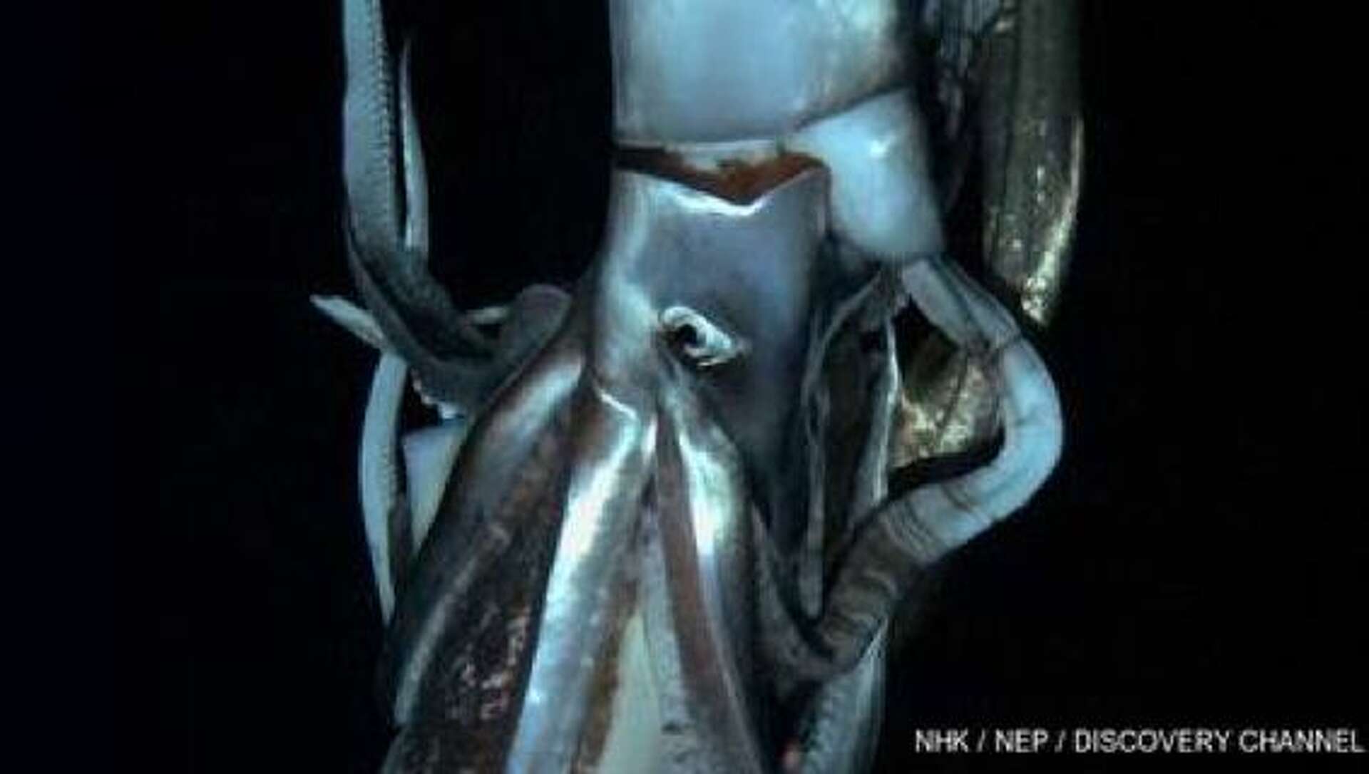 Live giant squid! Discovery Channel says it's got first vids of the kraken