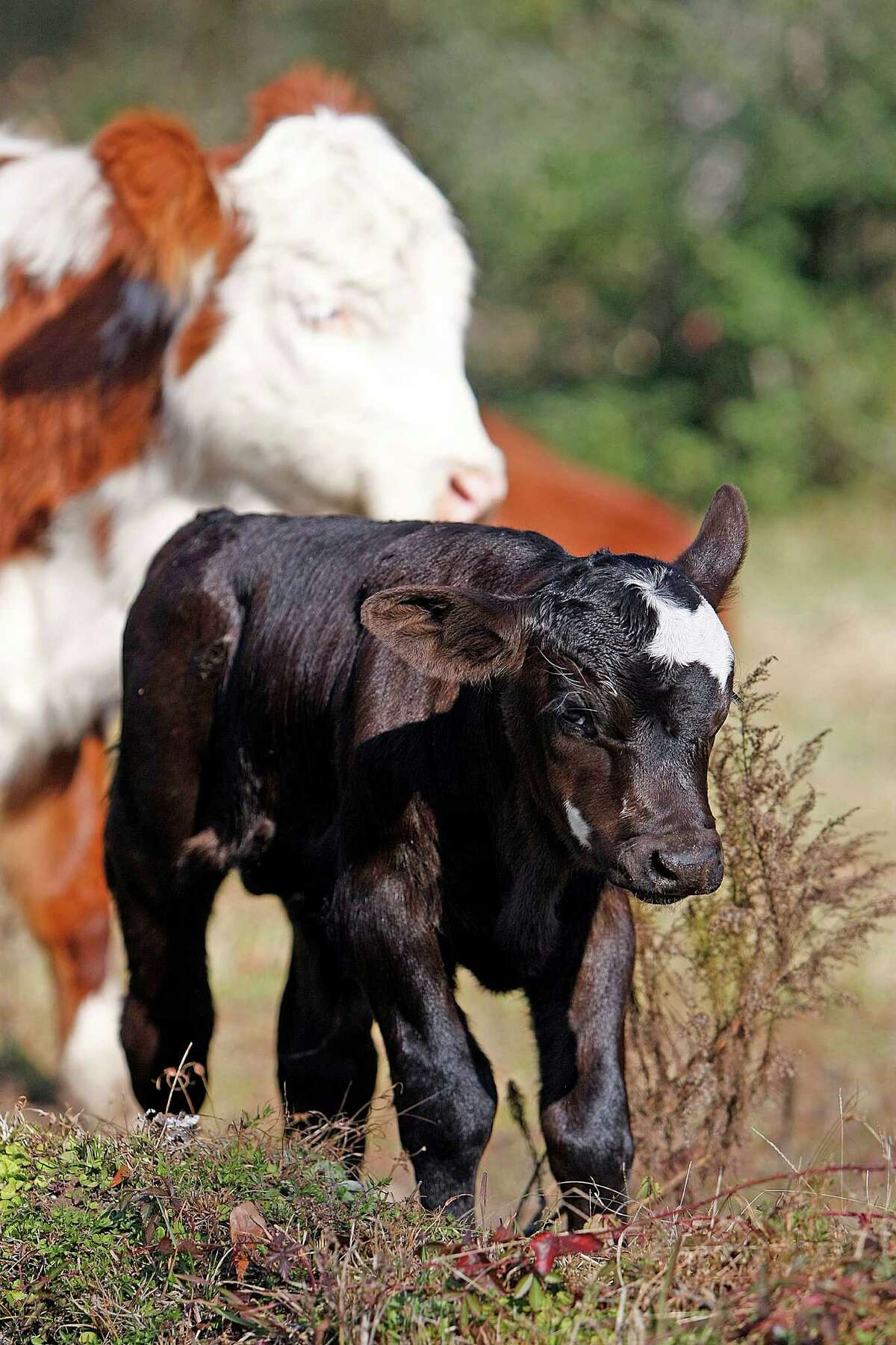 Calf born with the outline of Texas on its forehead