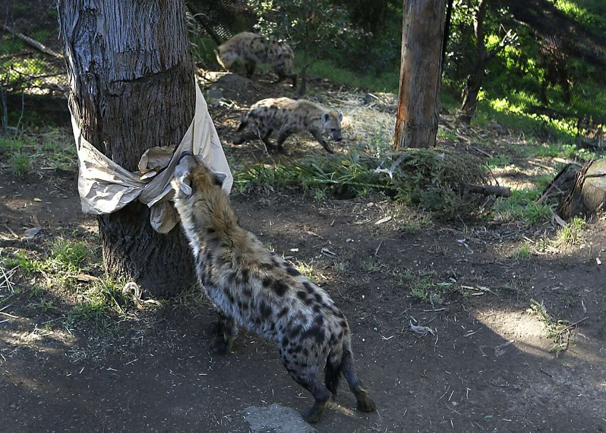 UC Berkeley hyenas decamp to Oakland Zoo