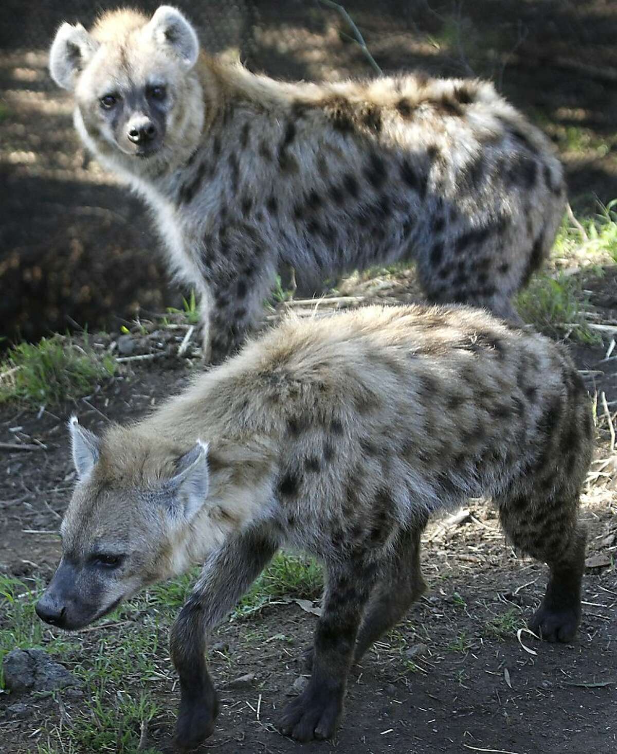 UC Berkeley hyenas decamp to Oakland Zoo