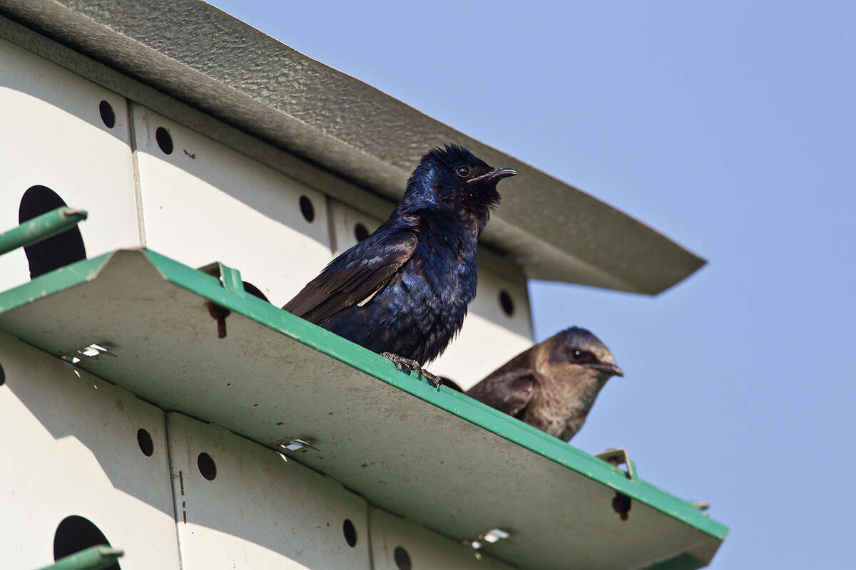 Prepare for arrival of purple martins
