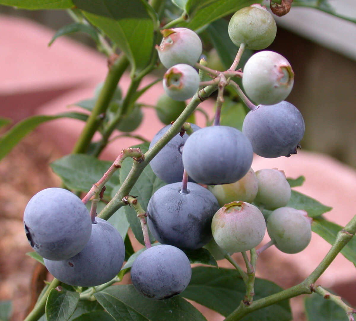 Plant fruit in your garden of good eatin'