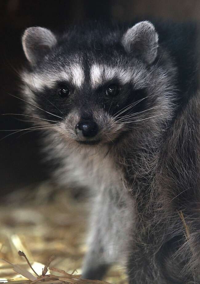 Mystery of fatal raccoon disease solved - SFGate