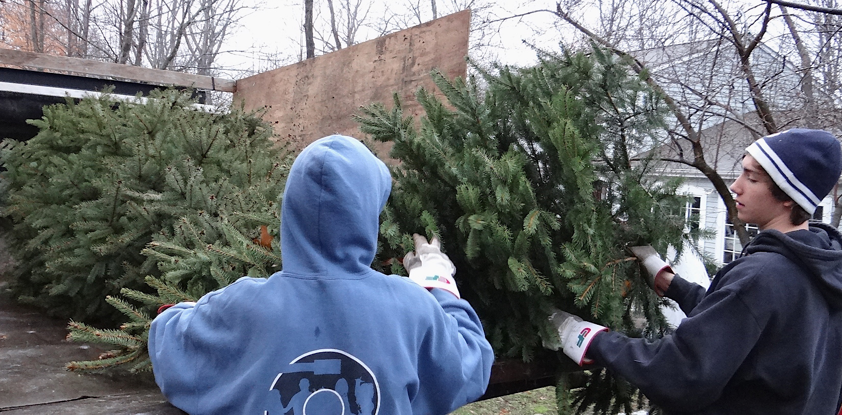 Good deed on a grand scale: Scouts map out Christmas tree collection