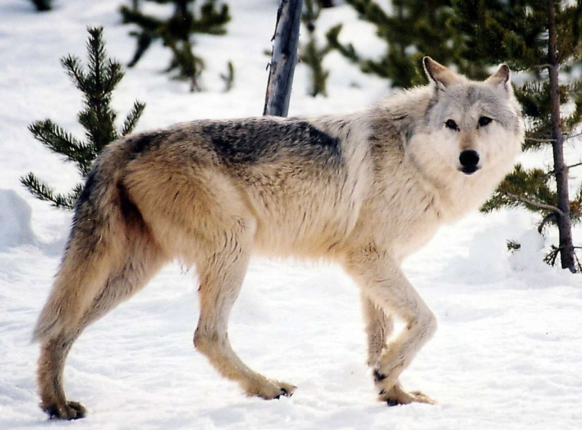 Move to extend wolf protections in state