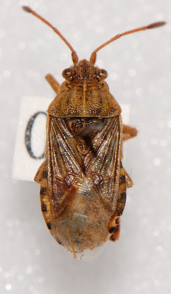 Rare bug spotted for first time in U.S. at Houston port