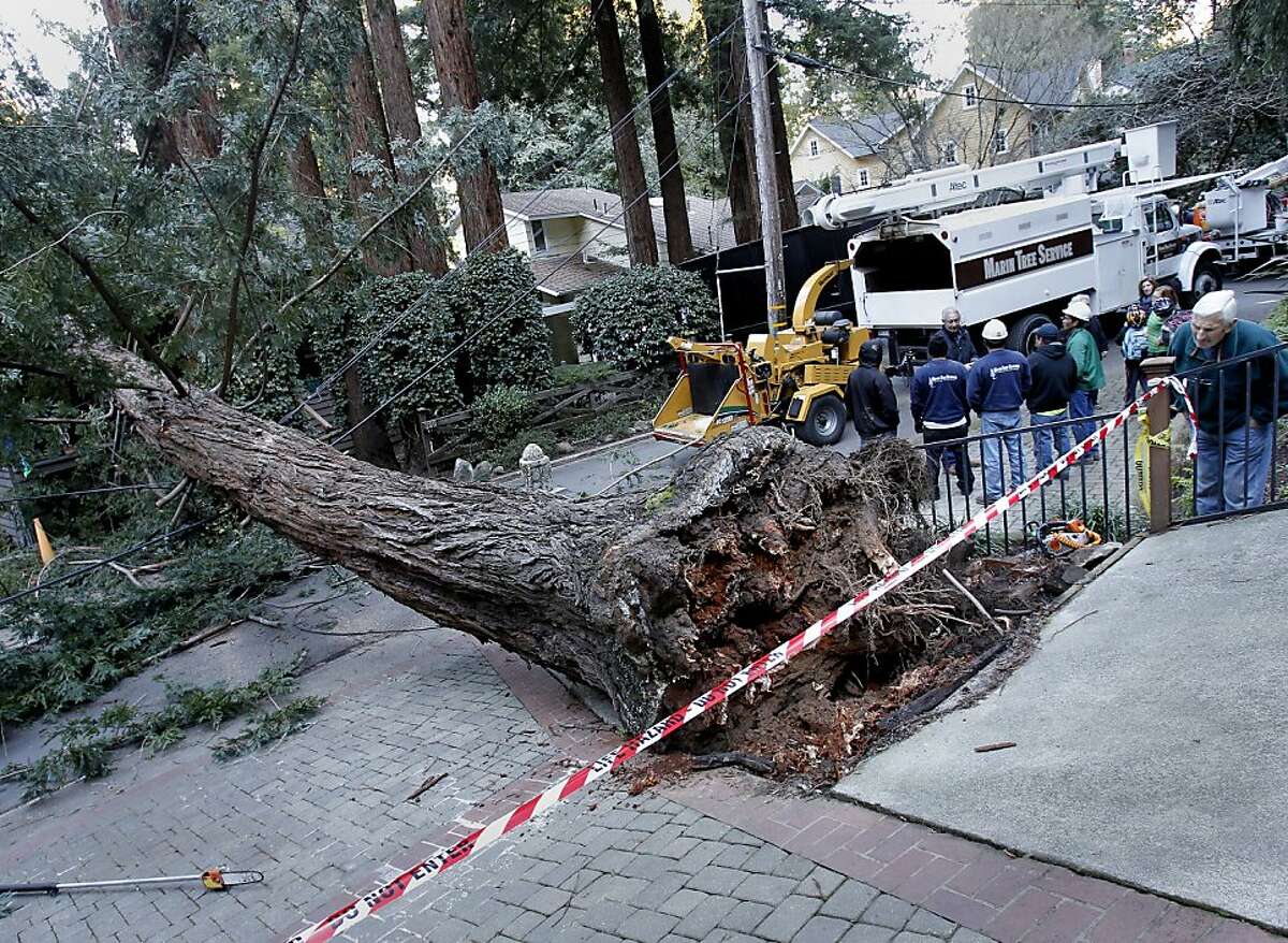Falling redwood crushes Larkspur home