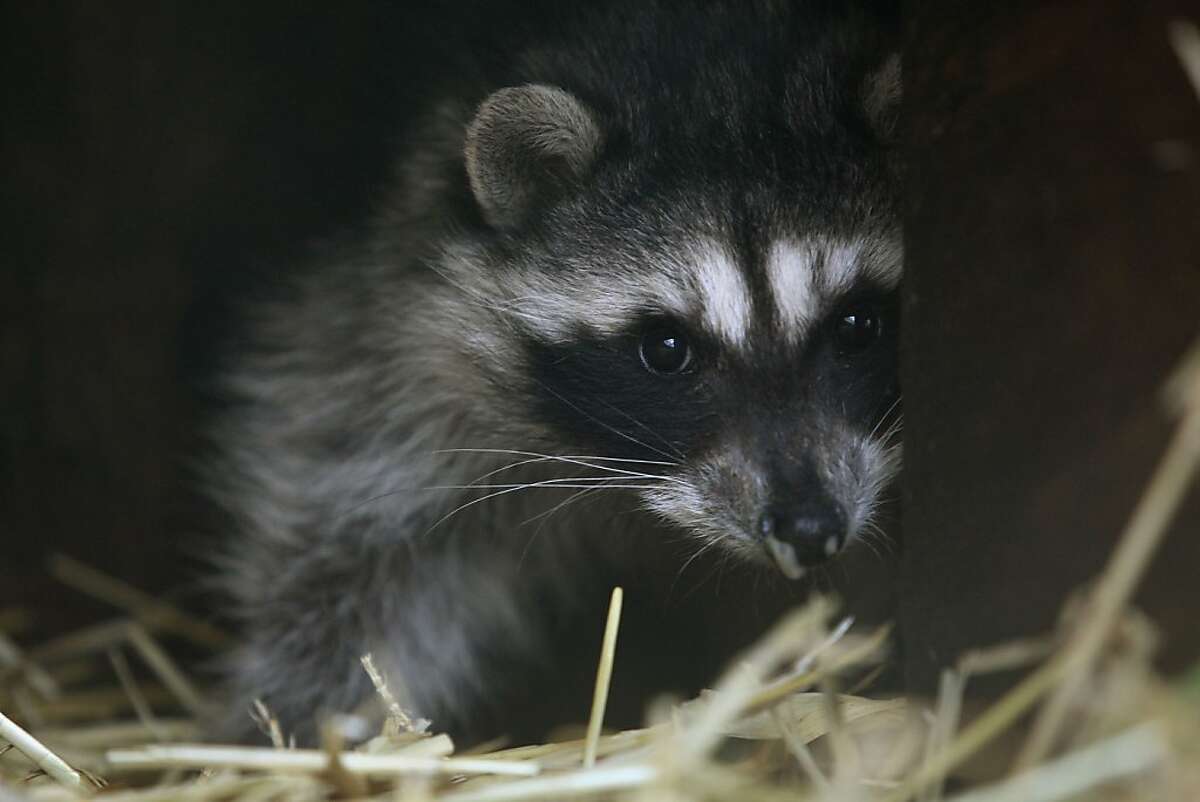 Mystery of fatal raccoon disease solved