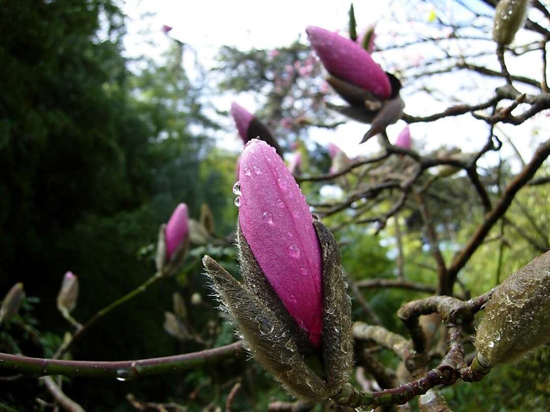 Botanical Garden celebrates magnolias