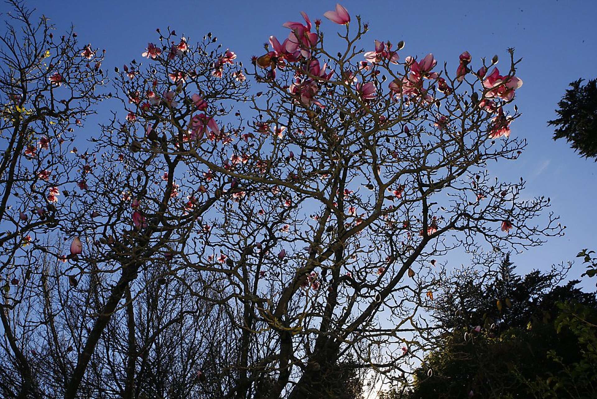 Botanical Garden celebrates magnolias