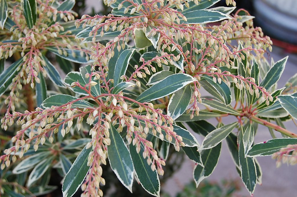 Pieris Flaming Silver