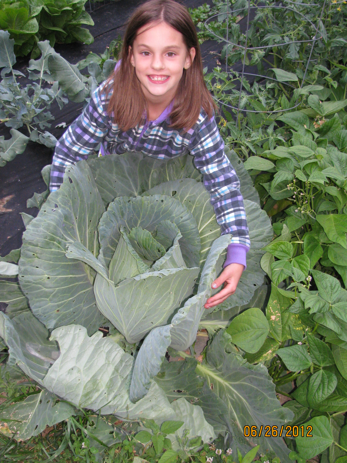 Cabbage grows into a winner