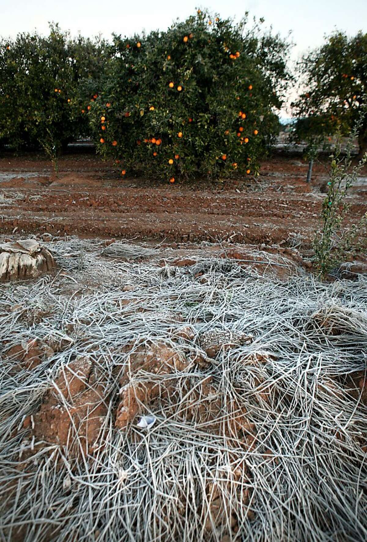 California citrus crop weathers cold snap