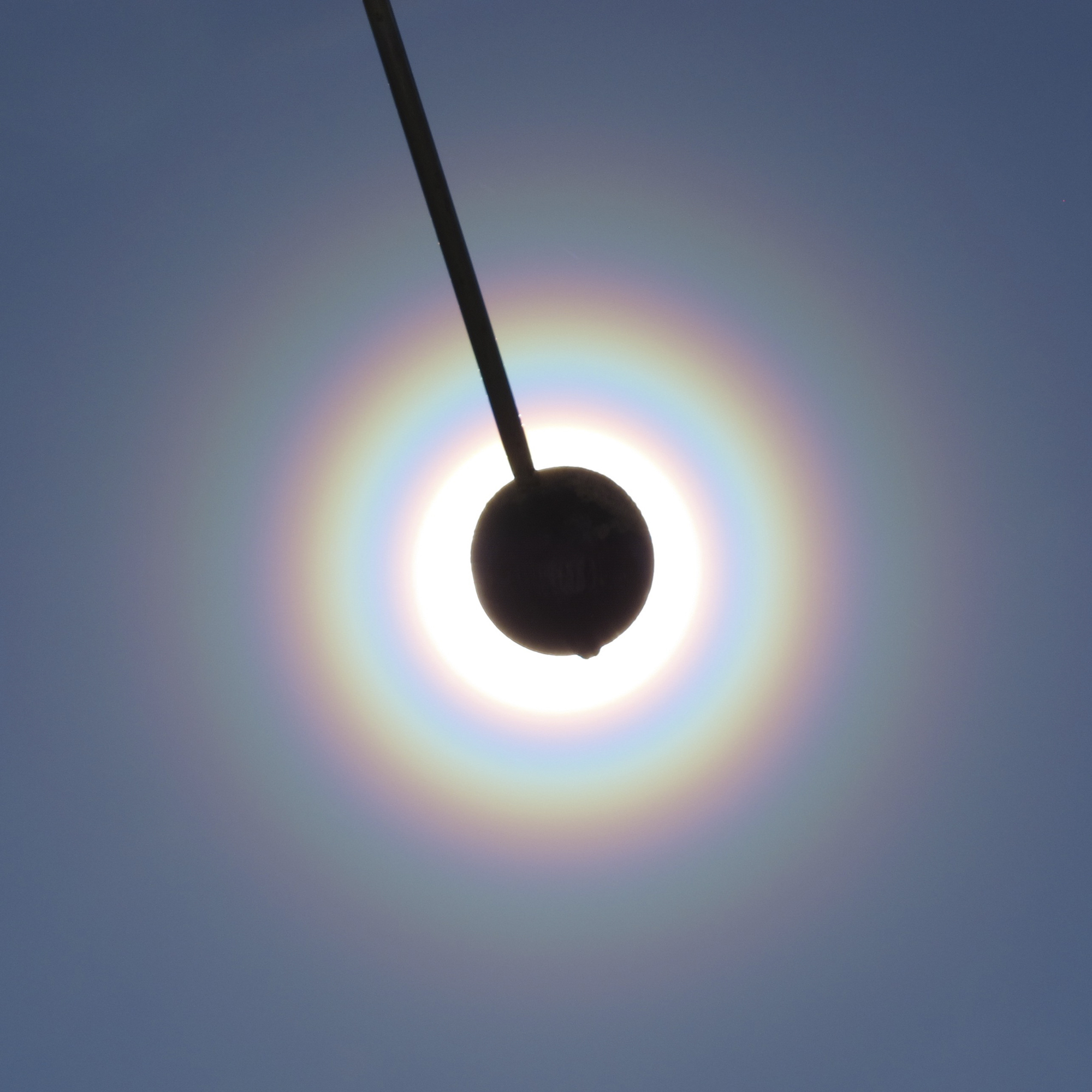 Mims: Cigar mushrooms, pollen corona spectacular sights