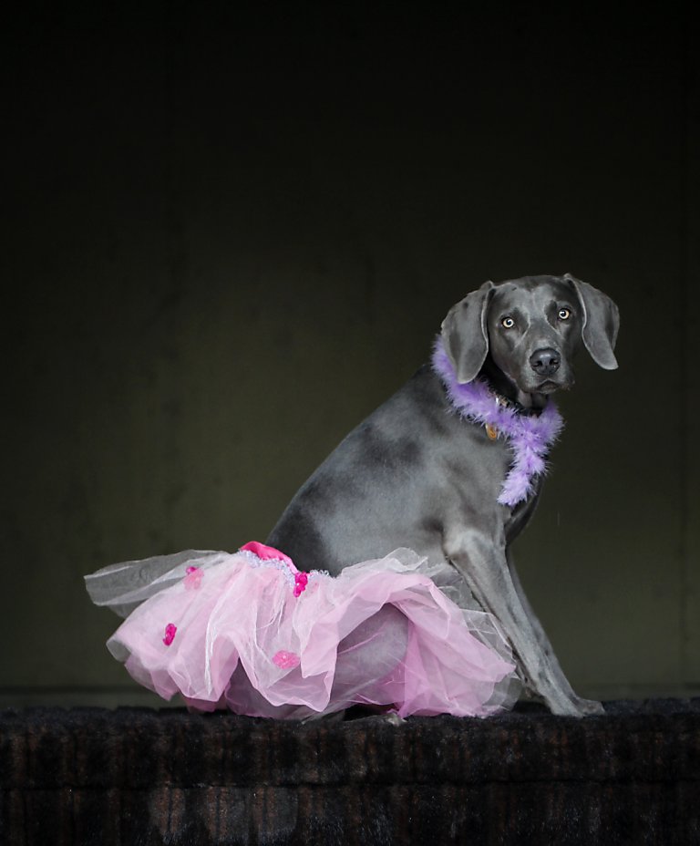 Some dogs aren't cut out to look neutered