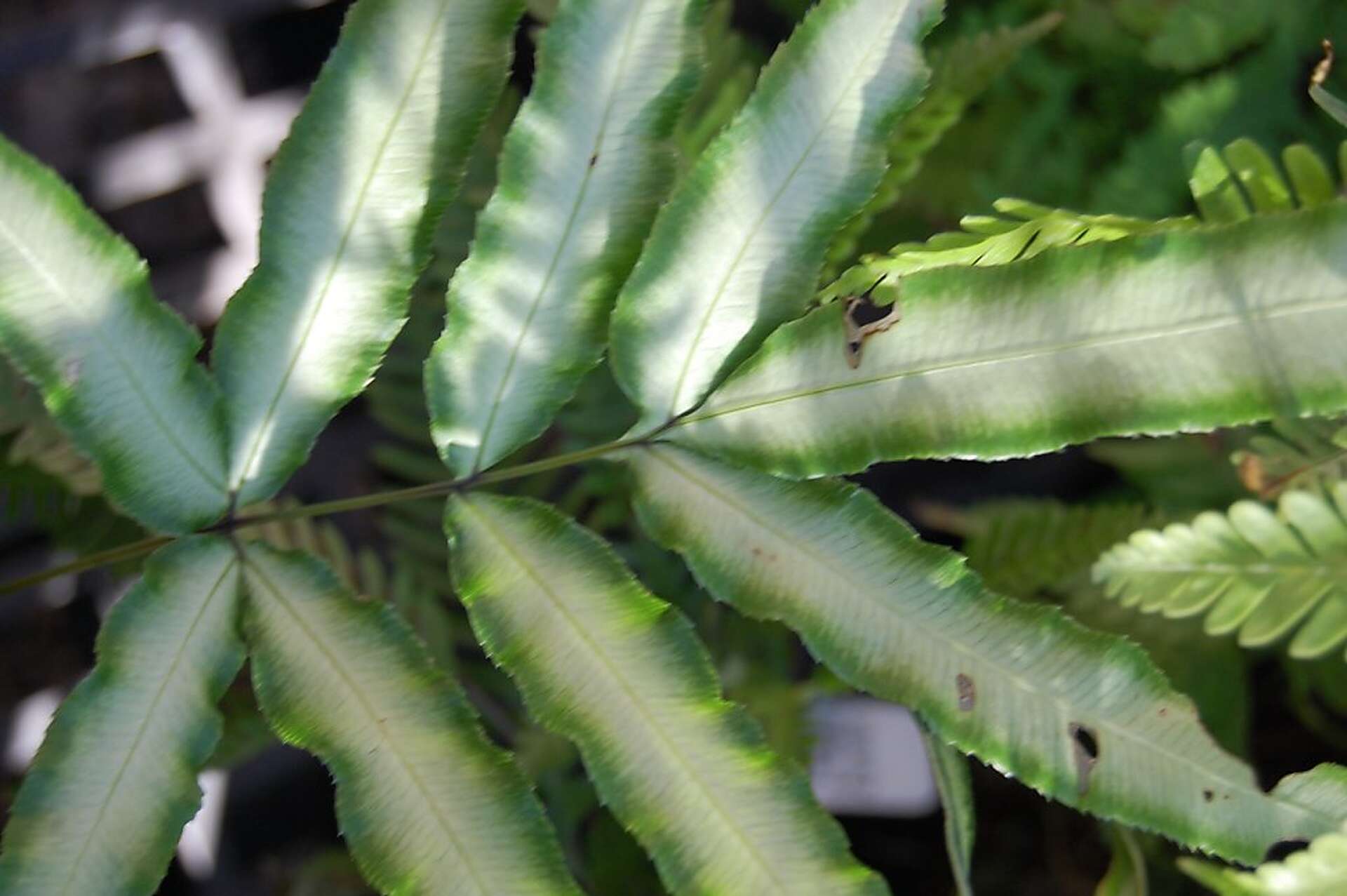Brake ferns are many and versatile