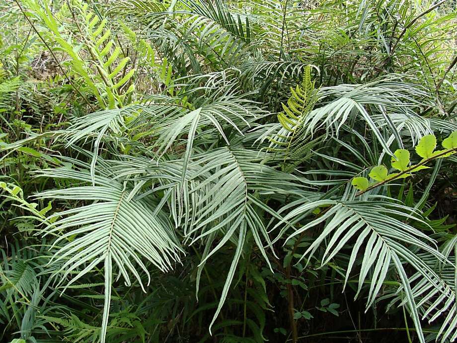 Brake ferns are many and versatile - SFGate
