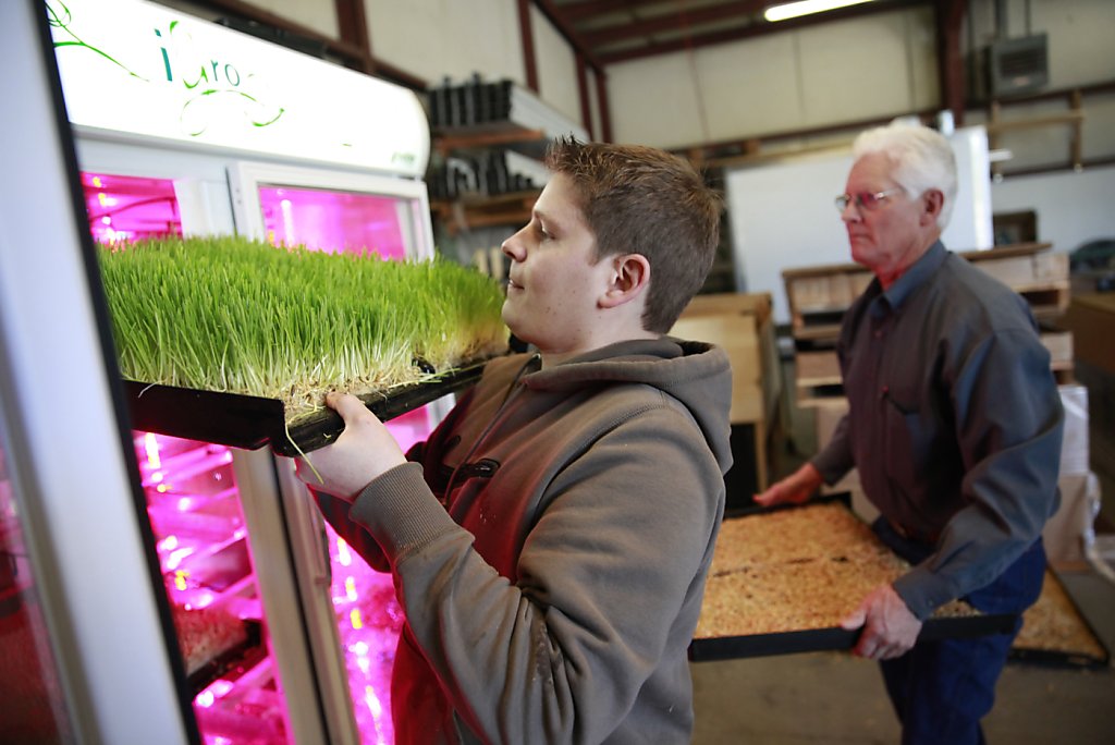 Hydroponic sprouts hyped as animal feed