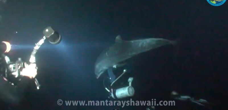 Rescue video: Watch an amazing dolphin-human interaction
