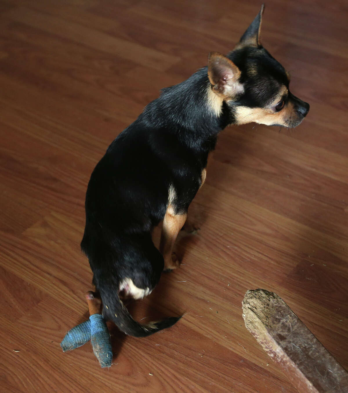 Animal community provides wheels to paralyzed Chihuahua