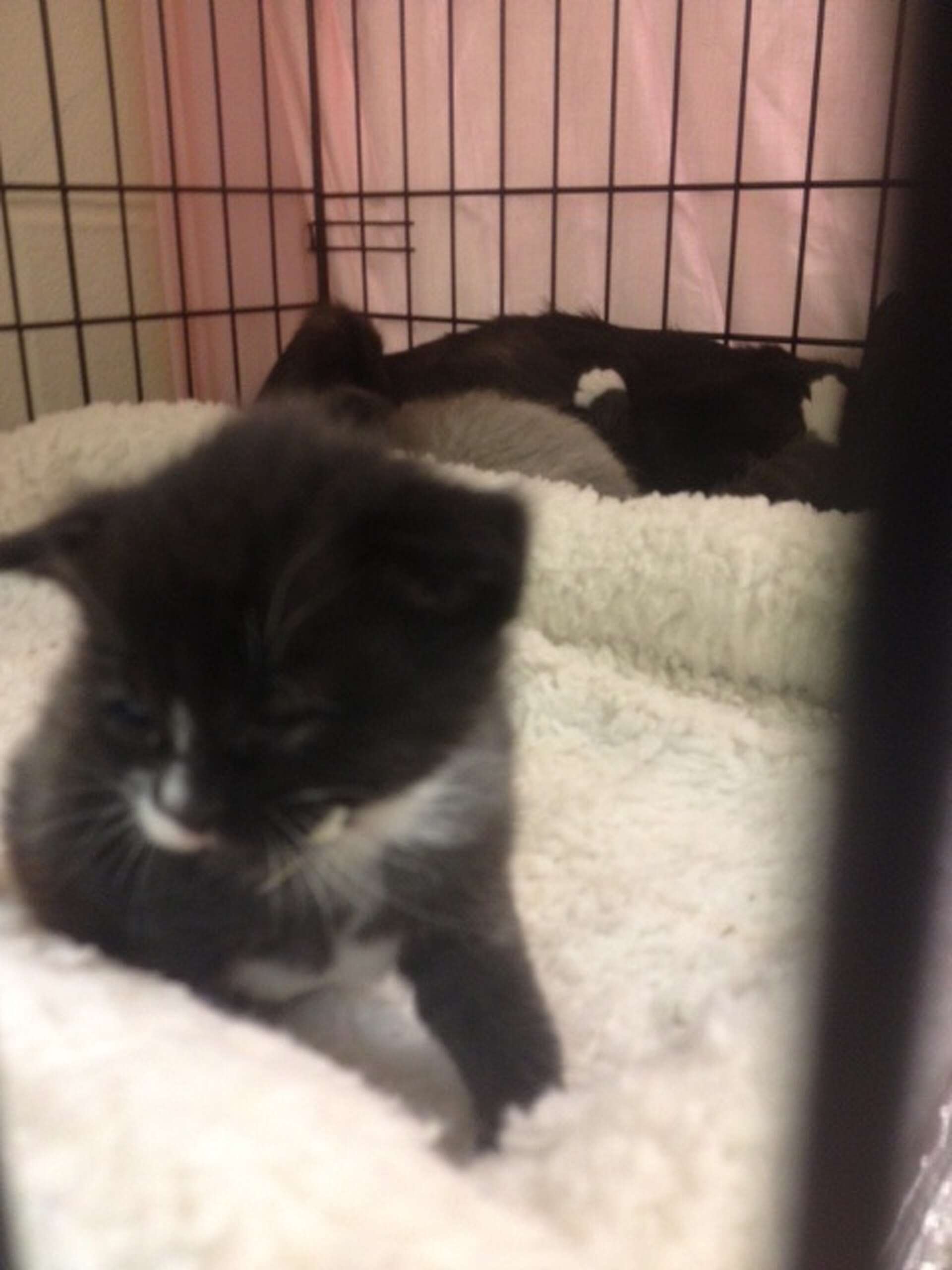 Dead cats a grisly find