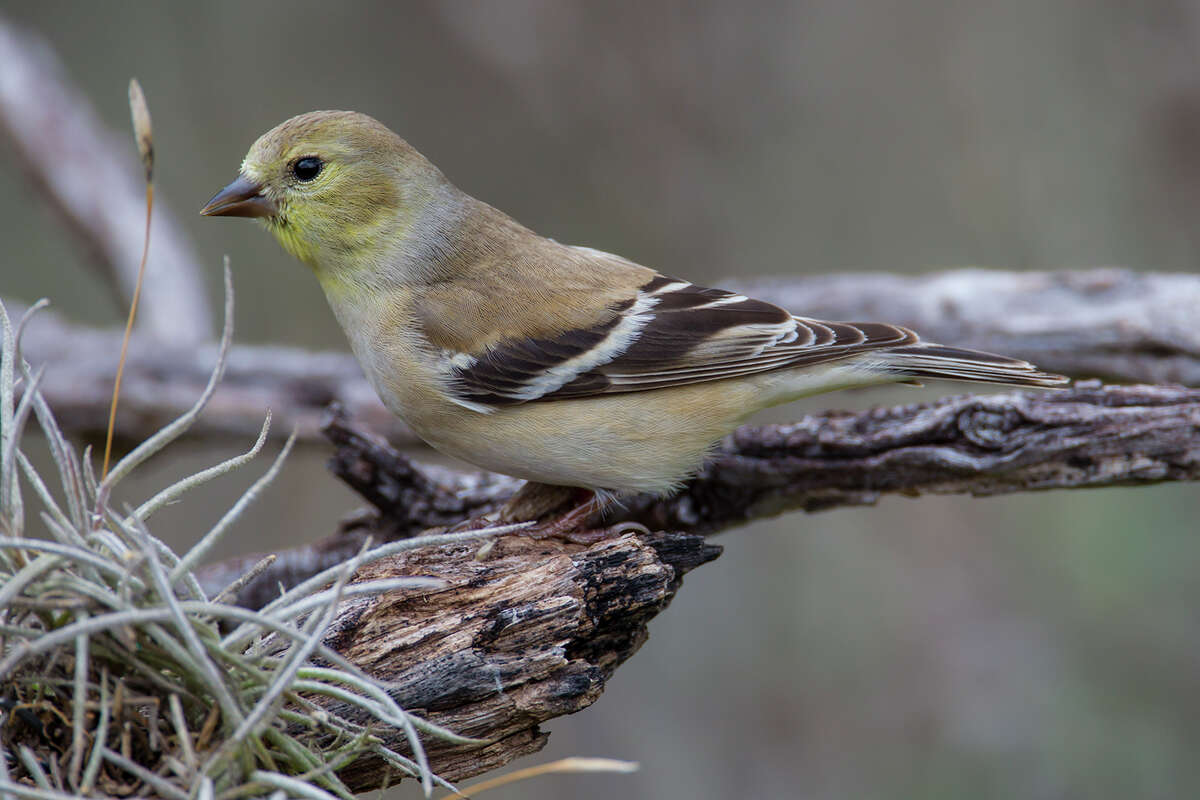 Goldfinches appear at feeders now that wild food sources are exhausted