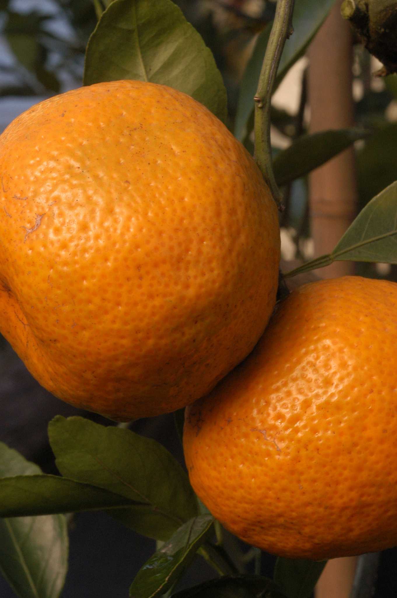 Gardeners want citrus-growing tips