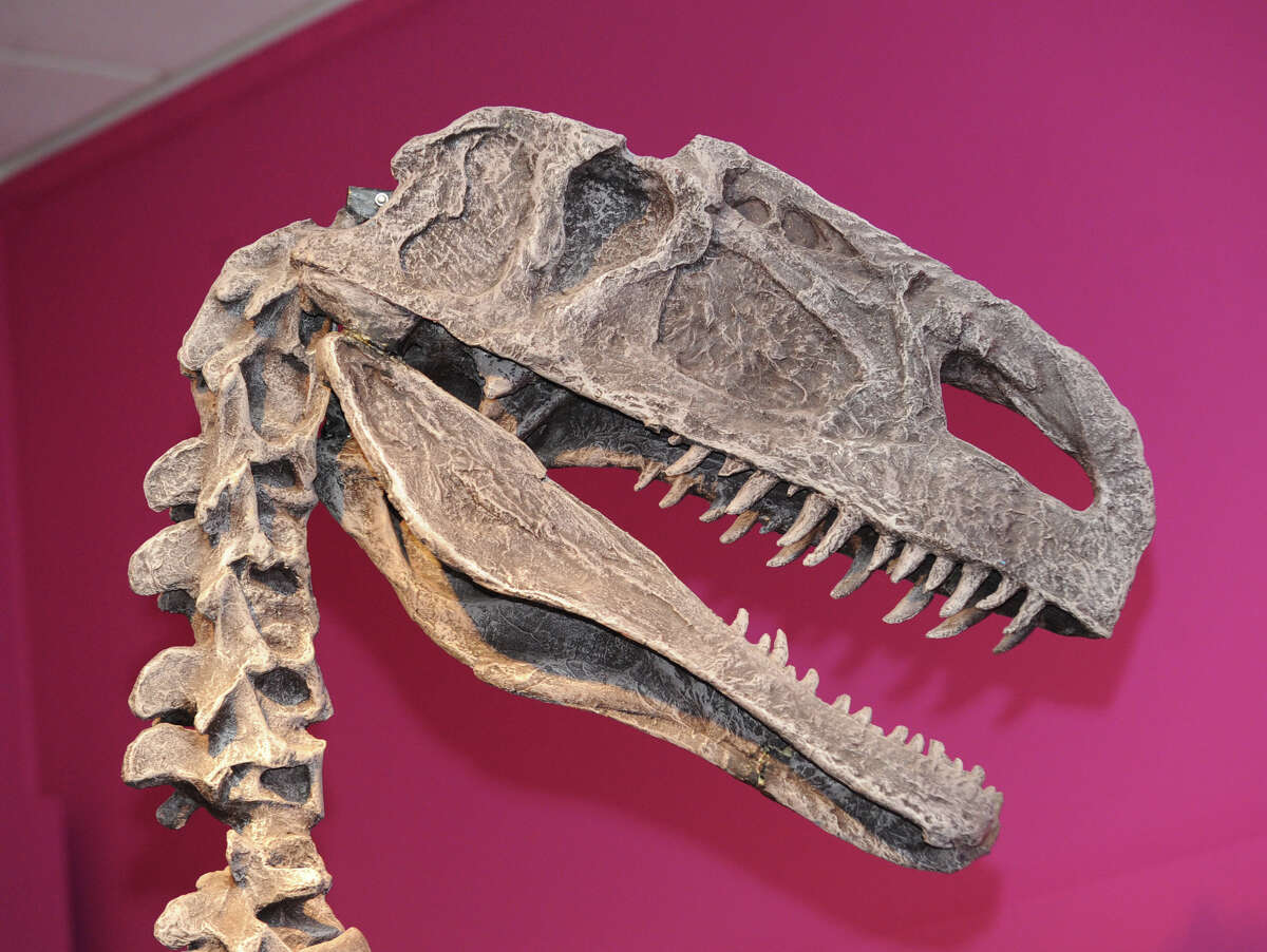 Prehistoric presence settles in at the Bruce Museum