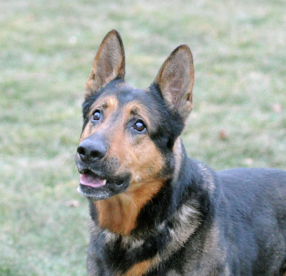 Greenwich K9 unit has new addition