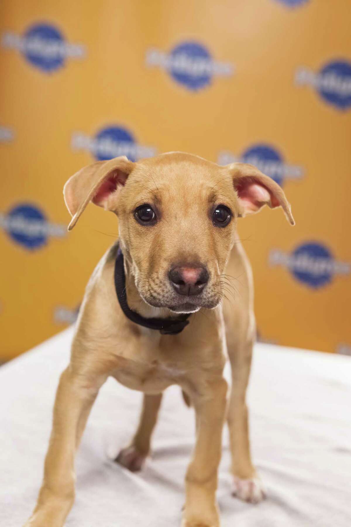 'Puppy Bowl' fetches quite an audience