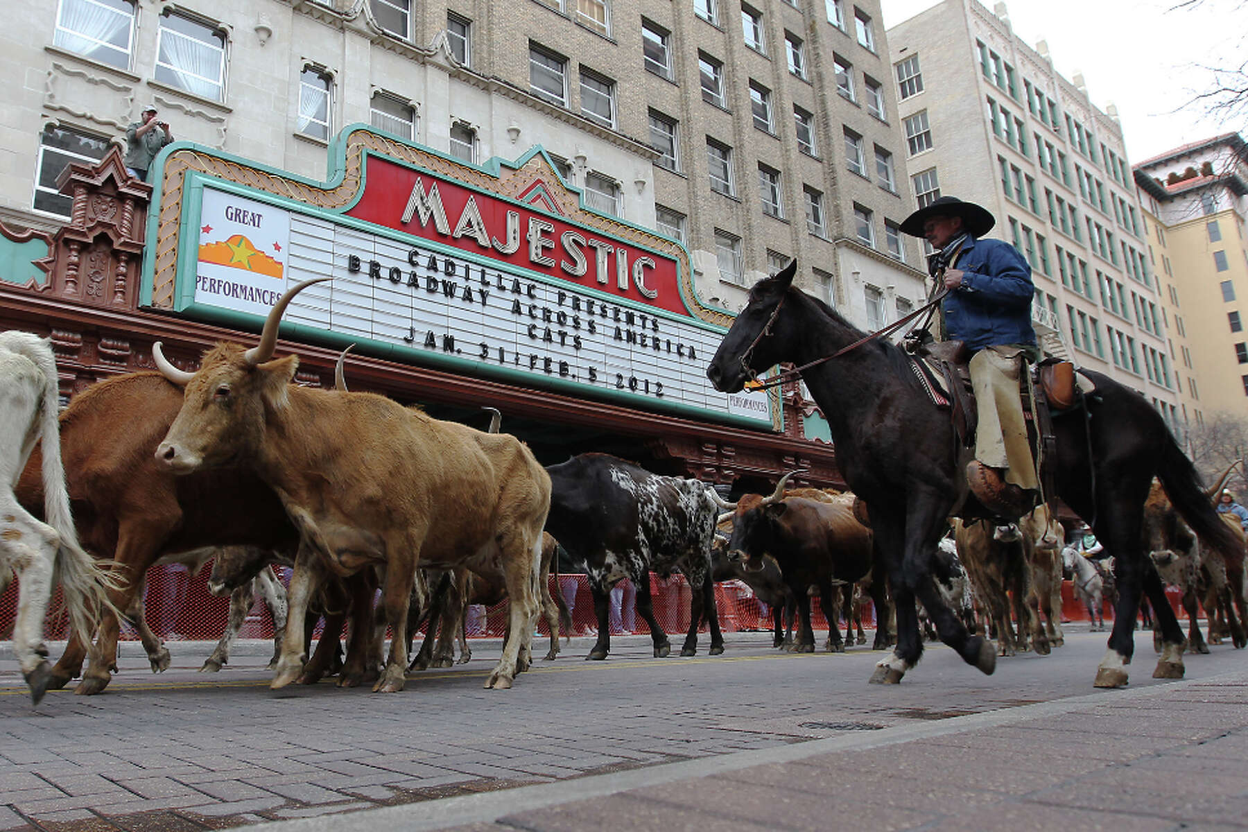 Western Heritage Cattle
