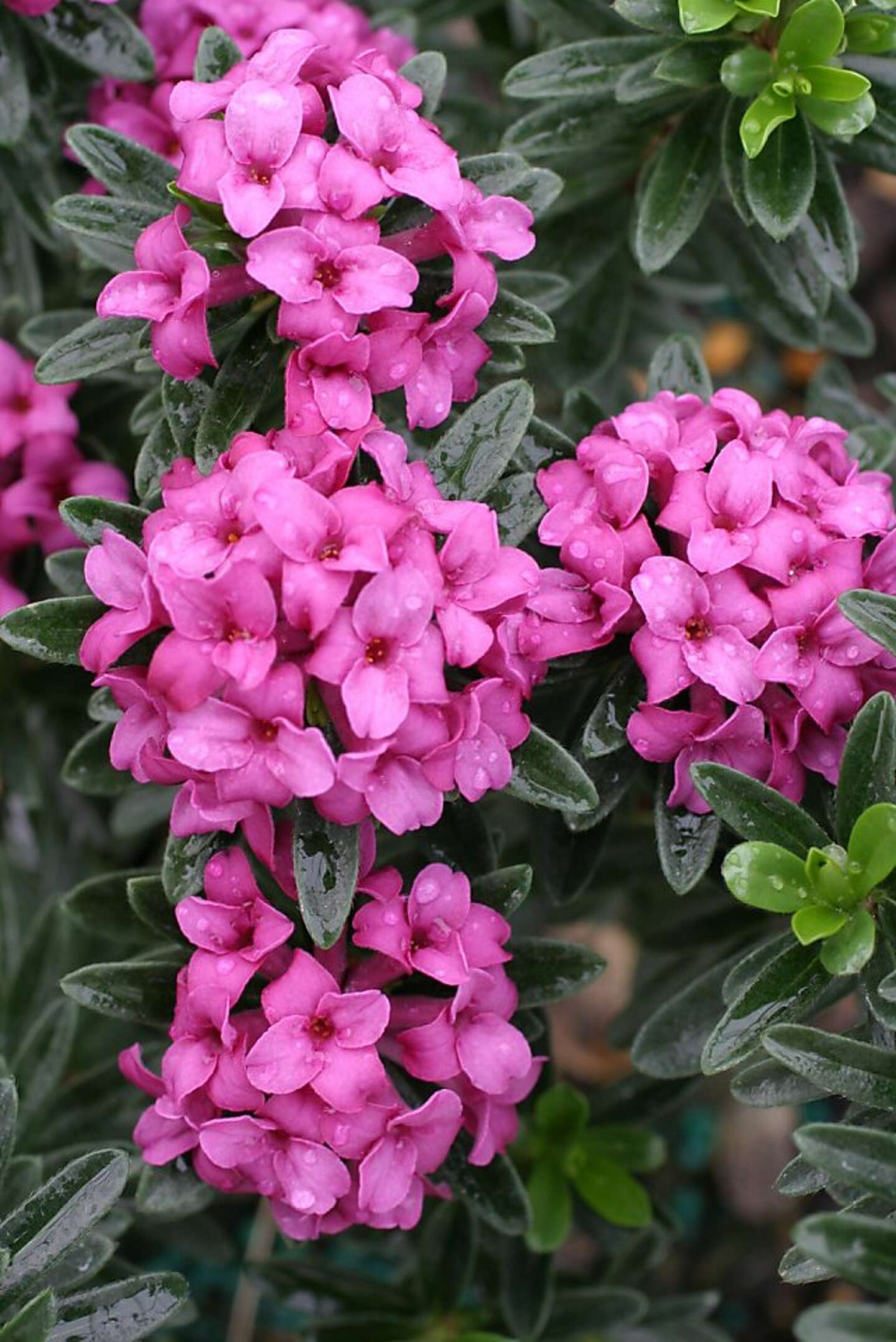 Fragrant blooming plants in late winter