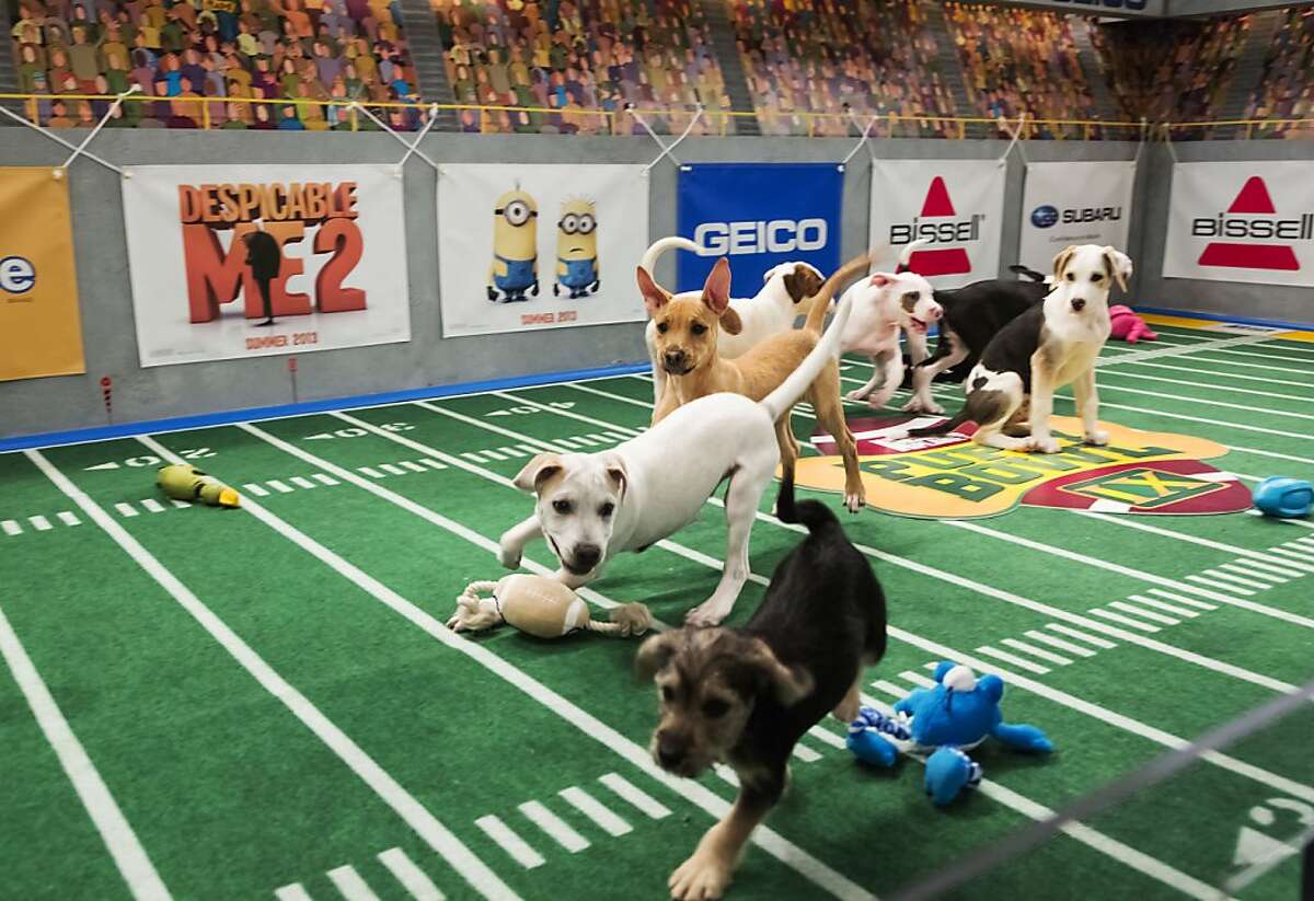 'Puppy Bowl' fetches quite an audience