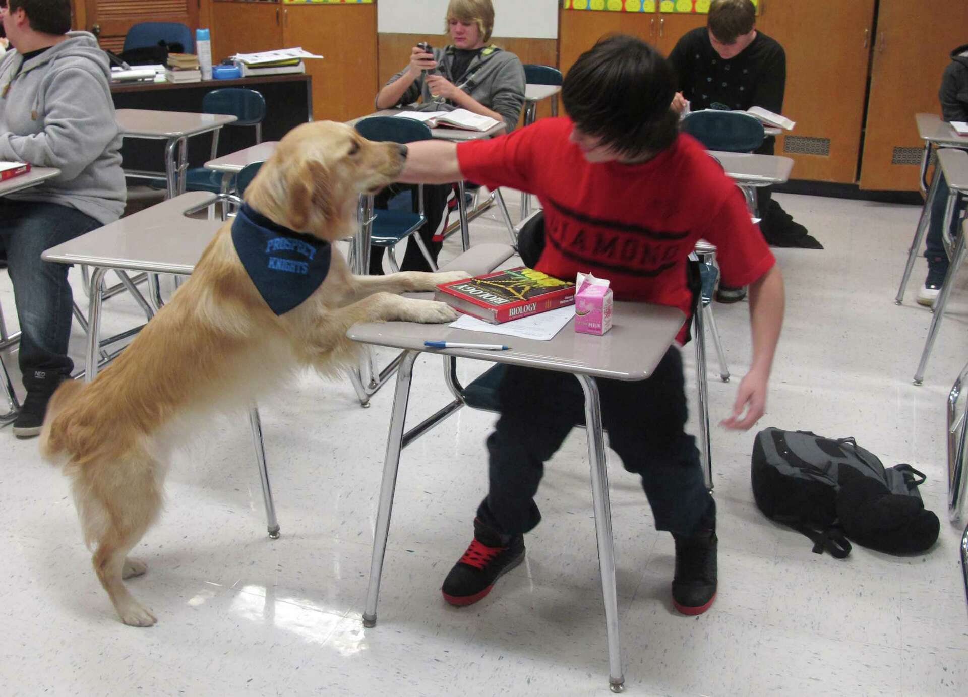 From pets to 'recess': High school stress relief