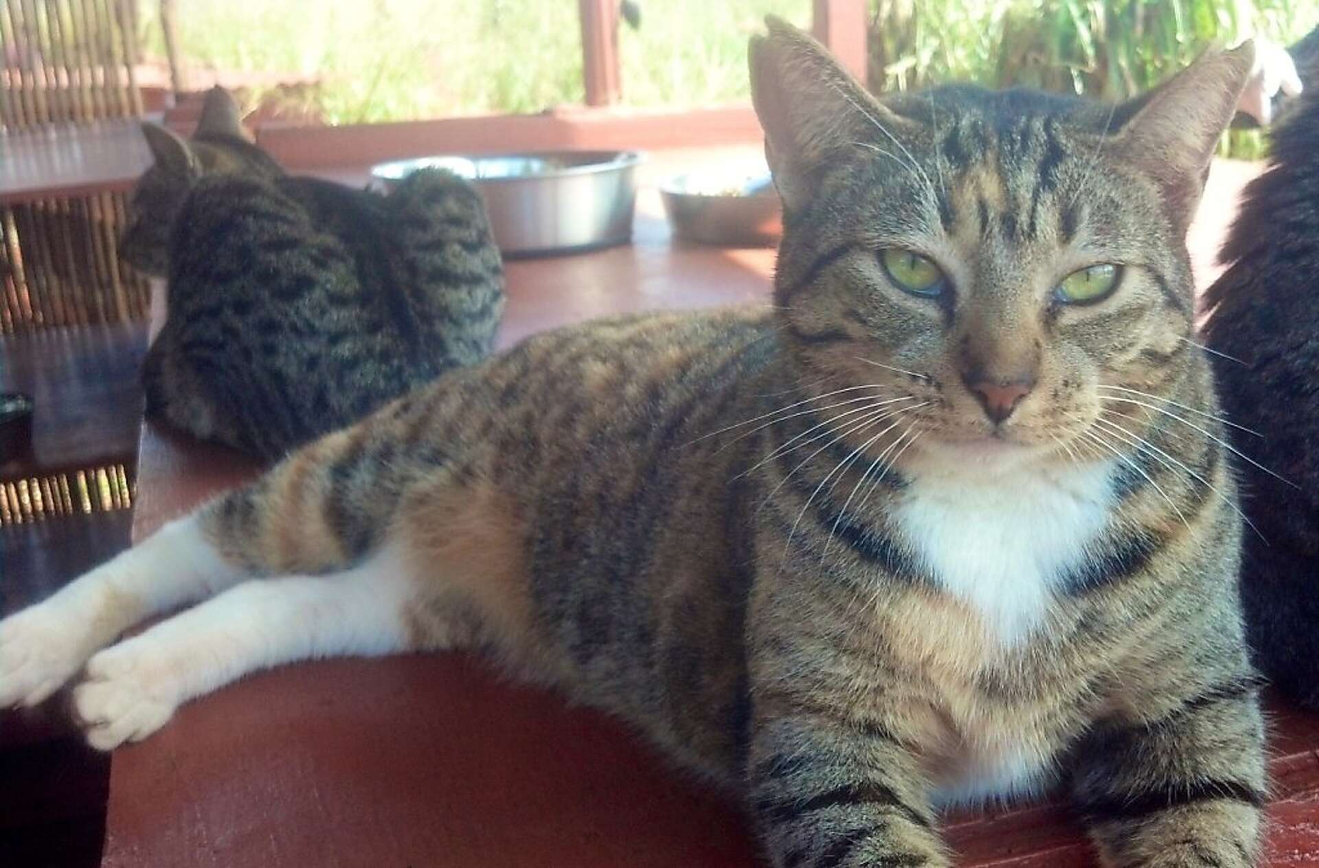 Lanai’s 'kitty Shangri-La' delights visitors