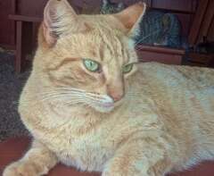 Lanai’s 'kitty Shangri-La' delights visitors