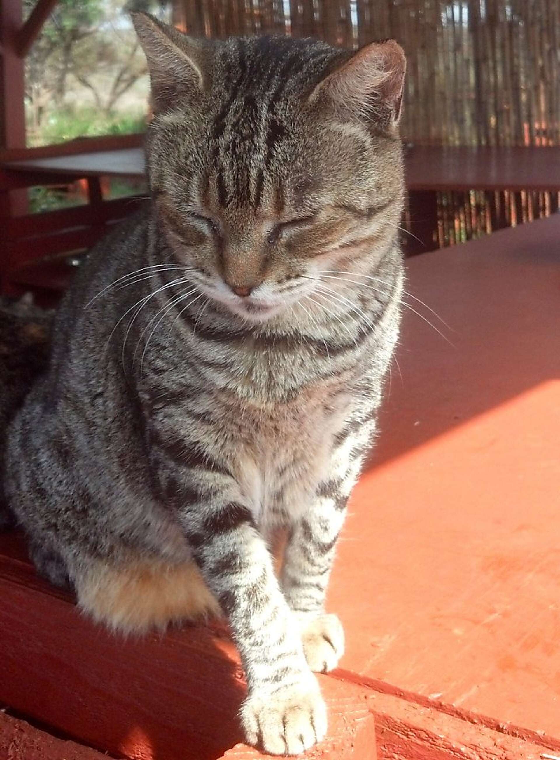Lanai’s 'kitty Shangri-La' delights visitors
