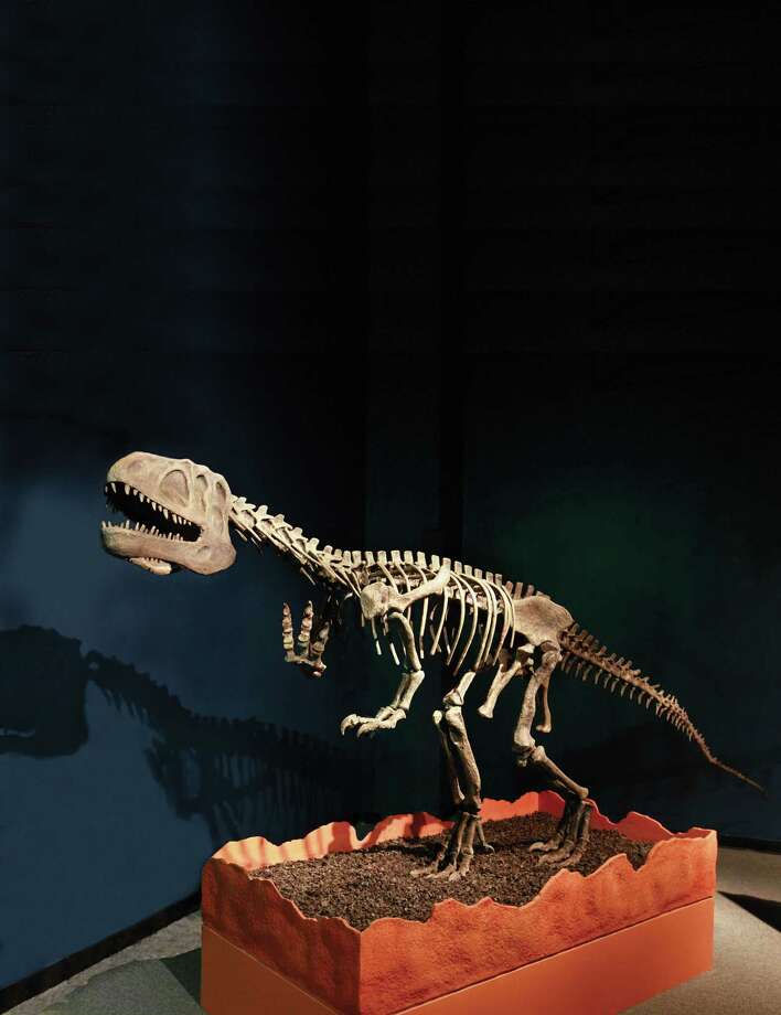 Creature feature: Bruce Museum makes room for the dinosaurs of China ...