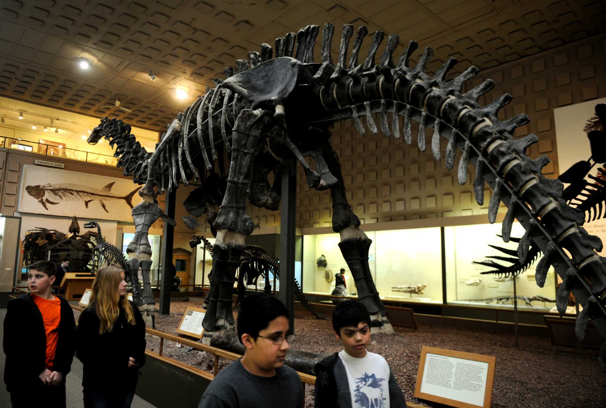 Yale's dinosaurs to get straightend out