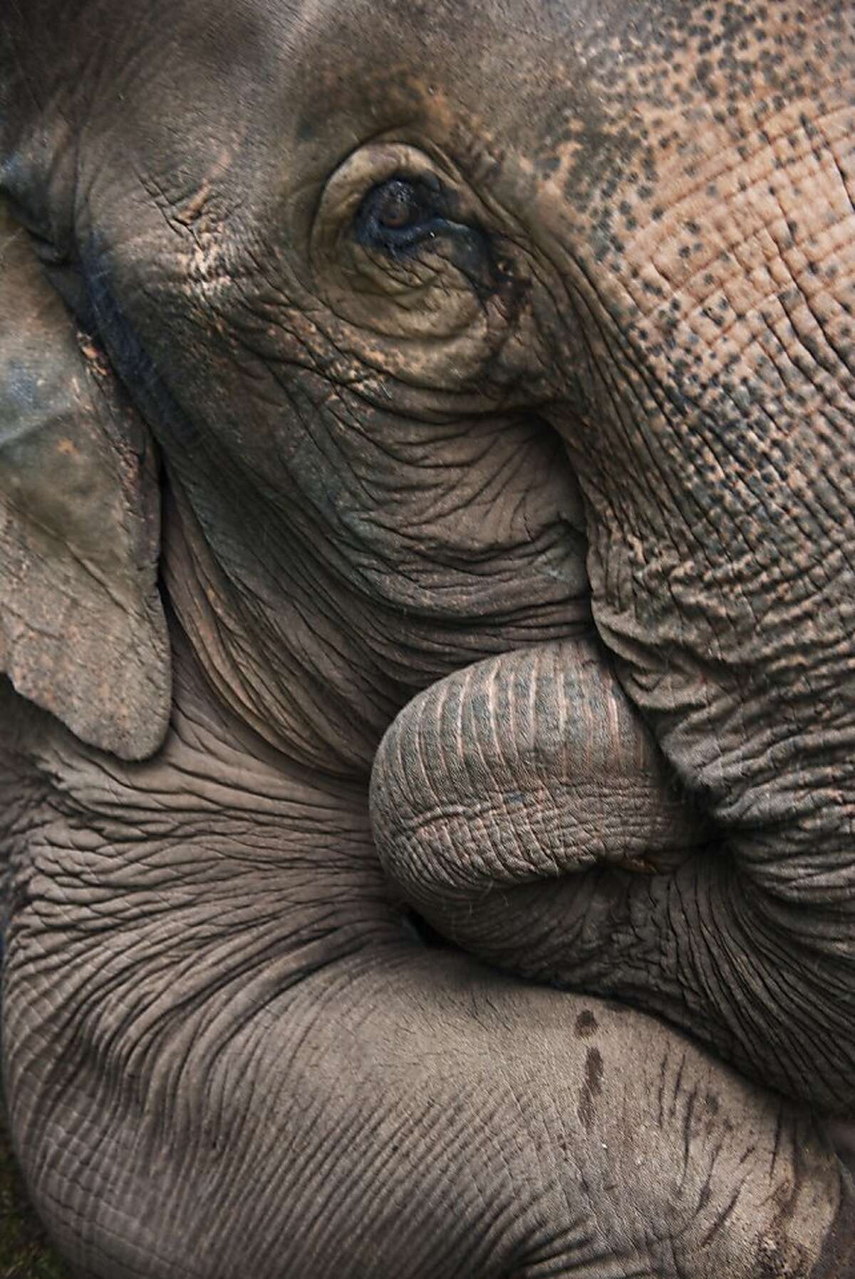 Elephants give former tech exec new focus