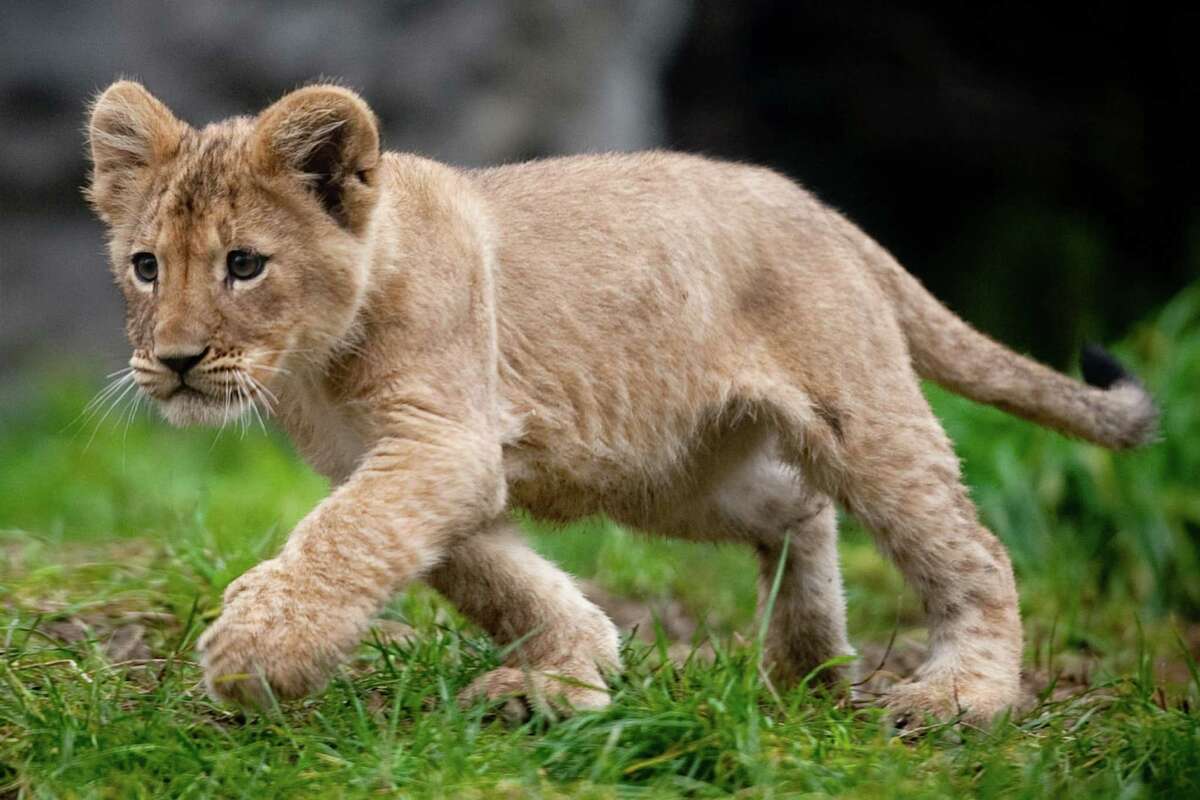 Lion cubs at Woodland Park Zoo finally on view