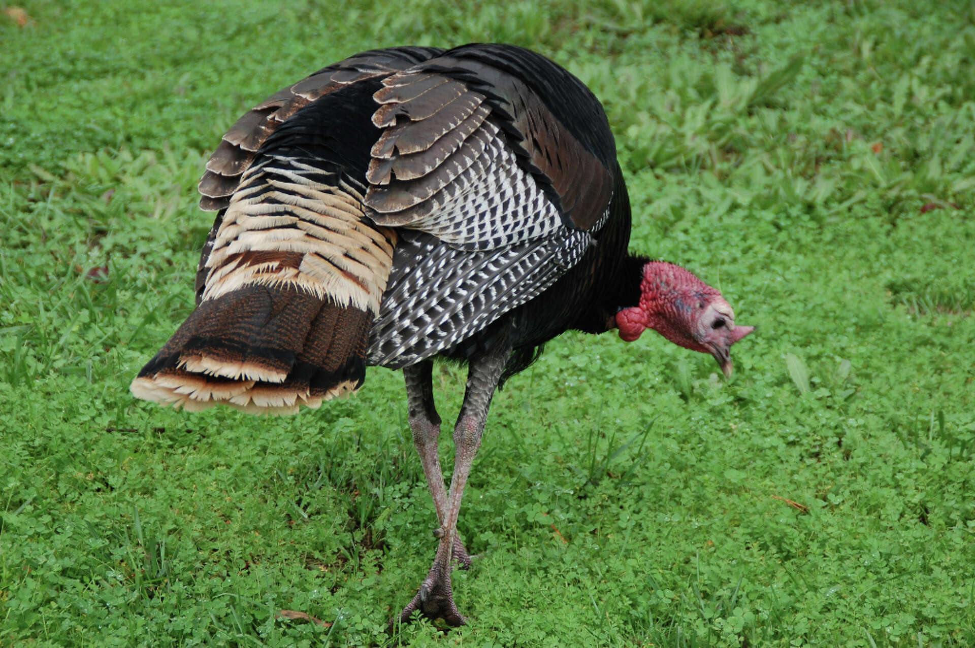 Beware the fierce, fearless wild turkey