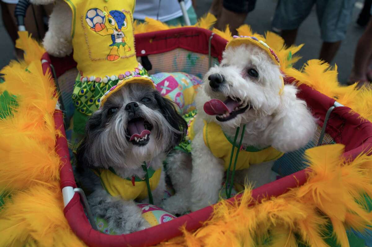Costumes, skin, dogs ... even kids warm up for Carnival