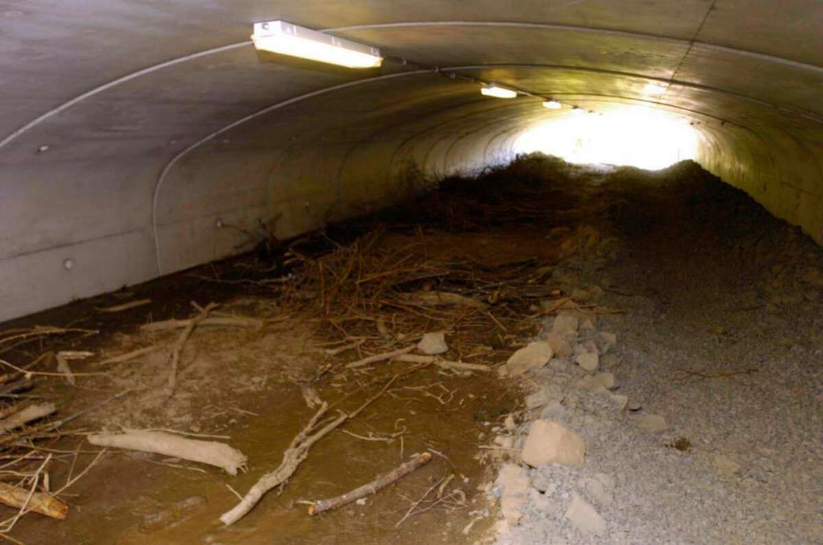 Robert Miller: How box turtles use the $1 million corridor built for them