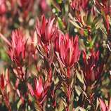 Tough, beautiful cone bushes - SFGate