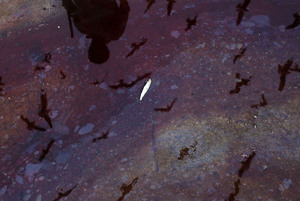 Peru's anchovy yield plummets